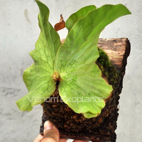 Jual VE Platycerium elephantotis silver angolense tanaman pakis paku ...