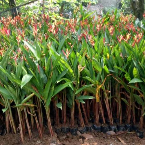 Jual paket 100 pohon tanaman hias pisang - pisangan heliconia - Kab ...