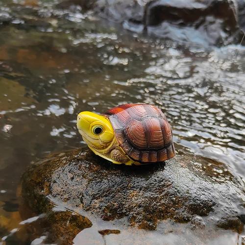 Jual Animal Figure Resin Turtle Cuora Aurocapitata Yellow-Headed Box ...
