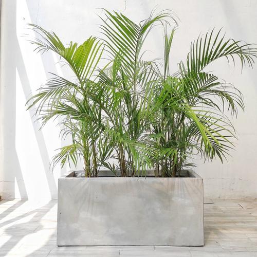 Jual FREE ONGKIR - PALM KUNING PLANTS IN THE BOX | Pot Tanaman ...