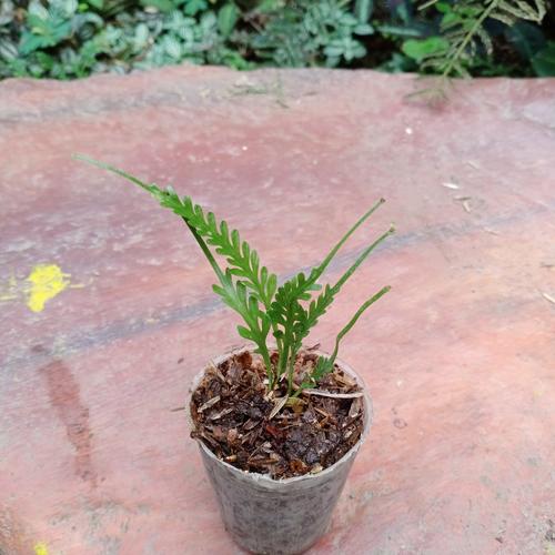 Jual asplenium x kenzoi/ tanaman hias/ paludarium / terrarium ...