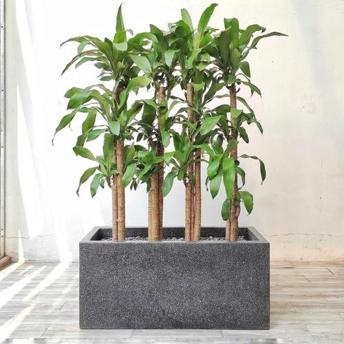 Jual FREE ONGKIR - MASSANGEANA PLANTS IN THE BOX | Pot Tanaman ...