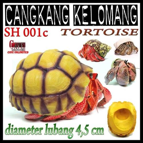 Jual SH001C SHELL CANGKANG KELOMANG UMANG POMPONGAN HERMIT CRAB RUMAH ...