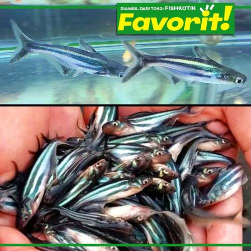 Jual Paket Koloni (isi 10) Patin Hitam Ikan Hias Kolam Hiasan Aquarium ...