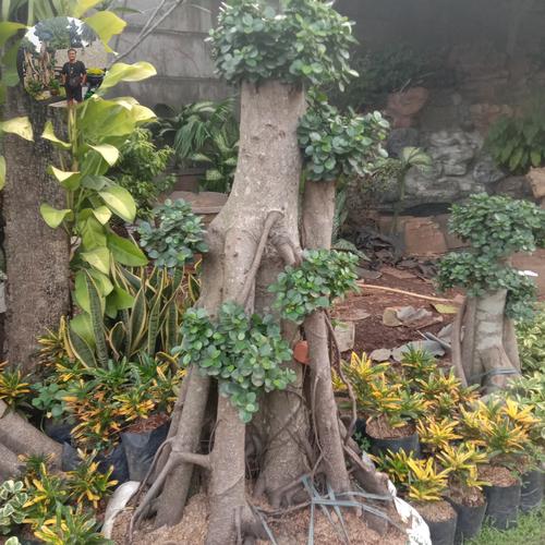 Jual bonsai taman rumah/bonsai micro dolar batang super tinggi 1,3m-1 ...