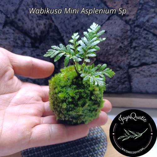 Jual Wabikusa Mini Asplenium Sp - Miniatur Terrarium Paludarium ...