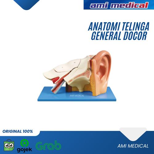 Jual GD/A17202 / Anatomi Telinga General Doctor / Model Telinga ...