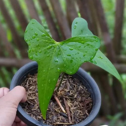 Jual anthurium capung original 2 daun medium - rp - Jakarta Barat - Kebun Hijau By Puni | Tokopedia