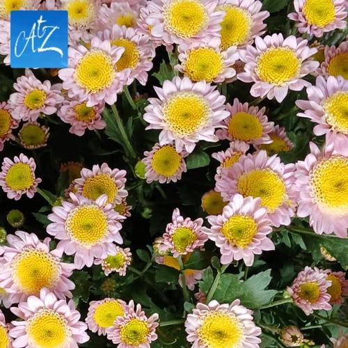 Jual Aneka warna bunga krisan kekwa tekwa tangkai potong asli segar ...