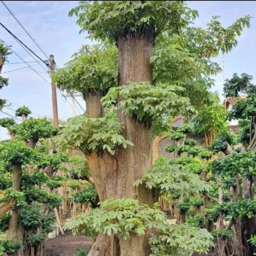 Jual pohon bonsai randu putih / bonsai randu siap kirim dan penanaman ...