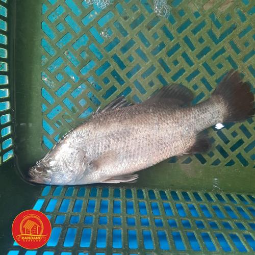 Jual Ikan Kakap Putih Hidup / Kakap Putih Baramundi Live Seafood - 5-6 ...