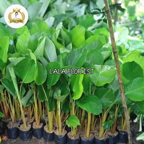 Jual paket 10 tanaman calathea pisang / calathea lutea - Kota Bekasi ...