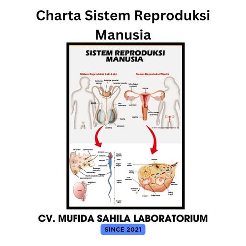 Jual Poster / Charta Sistem Reproduksi Manusia - Kab. Bandung - CV ...