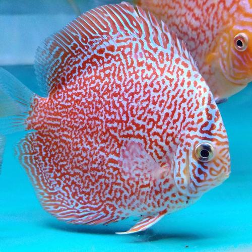 Promo Discus king viper 2 inchi full pattern - Kab. Bogor - Discus78 ...