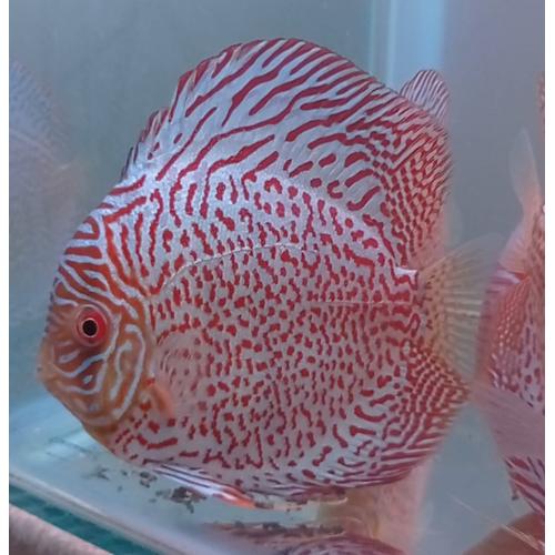Jual Ikan Discus Leopard 1,5 cm s/d 5 inch - 4,5 inch - Jakarta Utara ...