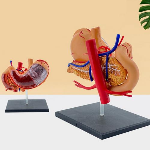 Jual Alat Peraga Model Perut/Stomach Anatomical Model/Model Anatomi ...