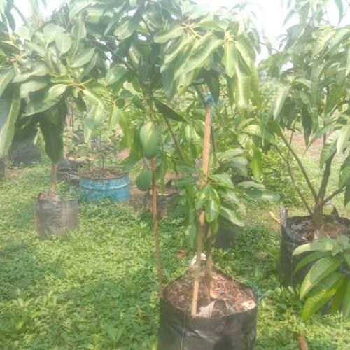Jual POHON MANGGA COKANAN SUDAH BERBUAH /BERBUNGA - Kota Bekasi - aby ...