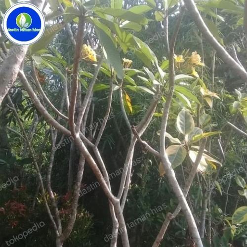 Jual pohon kamboja bunga kuning - Kota Tangerang Selatan - transfer88 ...