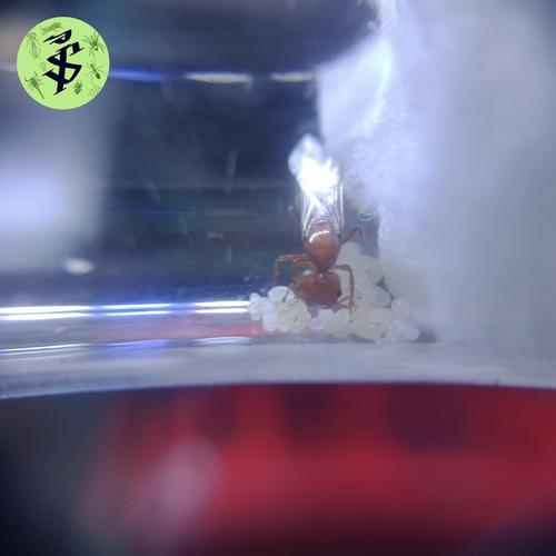 Jual Solenopsis Sp./Semut api (founding queen/queen ant/ratu semut ...