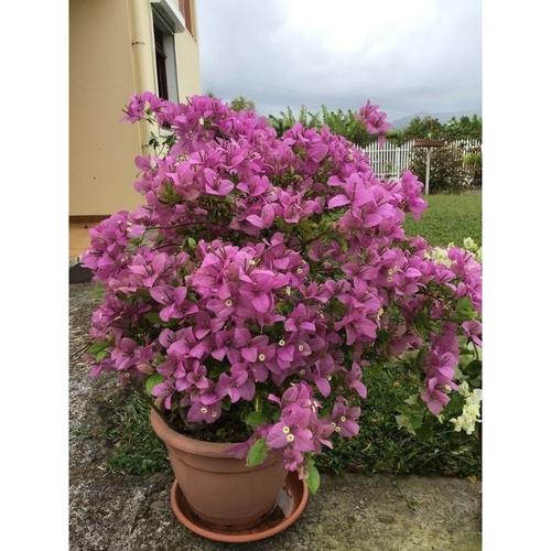 Promo (PROMO) Tanaman hias bugenvil Bunga kertas import - Tanaman ...