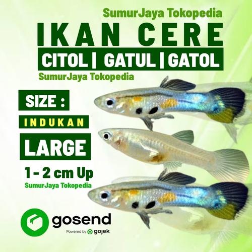 Jual Ikan Cere Hidup Ukuran Besar / Indukan / Large Size Ikan Gatul ...
