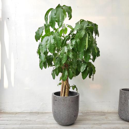 Jual FREE ONGKIR - Pohon Walisongo + Pot Terrazzo 50 Capsule | Tanaman ...