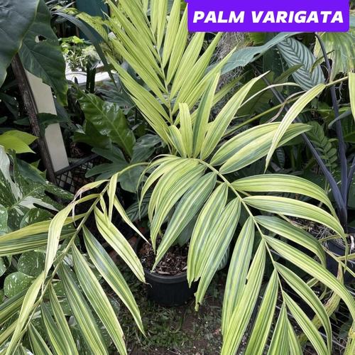 Jual PALM GOLDEN /kuning varigata tanaman hias exotic koleksi plant ...