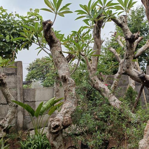 Jual DP 20 % pembayaran Kamboja fosil (Kamboja besar) link pesanan khusus - Kab. Bogor - Aqila ...