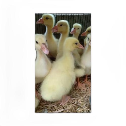 Jual Anakan Angsa - Anakan Soang - Bonus Vitamin - Jakarta Barat ...