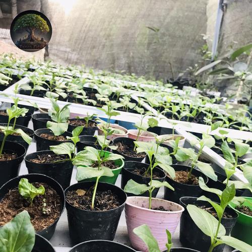 Jual bibit baobab adansonia seedling - Kab. Subang - Taman Ficus ...