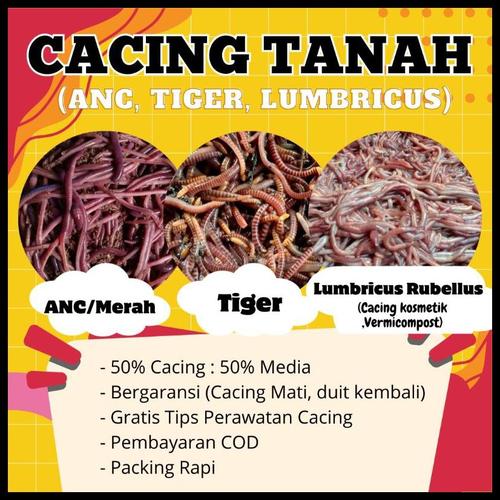 Jual CACING TANAH LUMBRICUS, ANC, DAN TIGER / CACING TANAH ANC/ CACING ...
