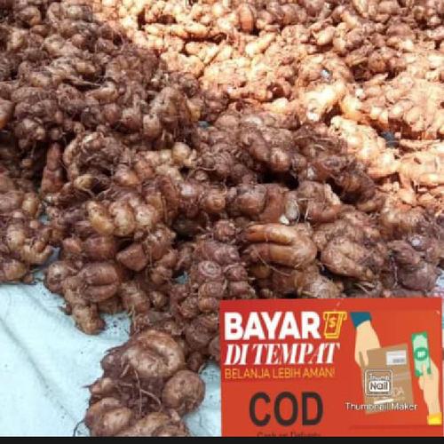 Jual KENCUR super segar kemasan 1KG - Kab. Pandeglang - Bumbu dapur ...