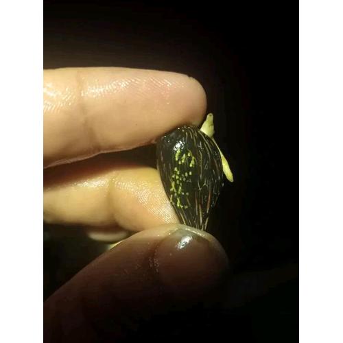 Jual Bibit benih kecambah polong kelapa sawit MARIHAT PELEPAH PANJANG ...