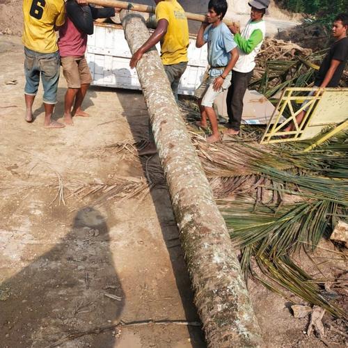 Jual kayu kelapa gelondongan/gelugu - Kota Serang - Zazami | Tokopedia