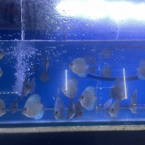 Jual Discus Blue Diamond Ikan Hias Air Tawar Ikan Hias Aquarium Aquascape - Kota Medan - Kei ...