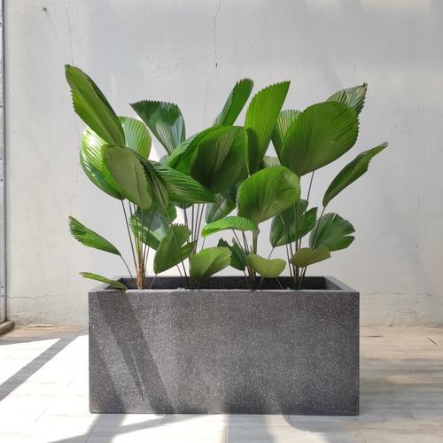 Promo FREE ONGKIR - PALM KOL Plants In The Box | Pot Tanaman - Tanaman ...