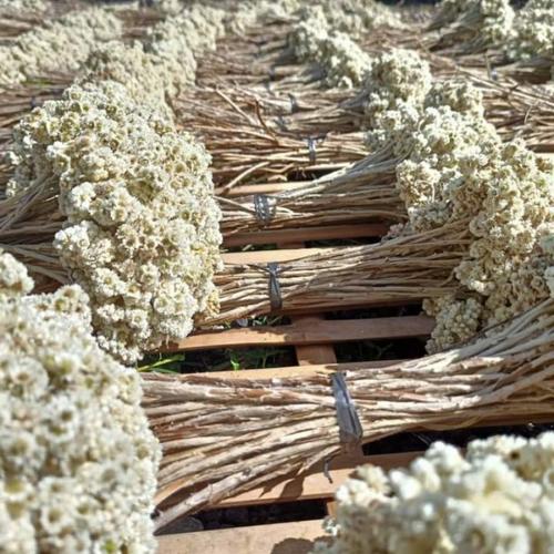 Jual BUNGA KERING Edelweis Murah/BUNGA DRY FLOWER/BUNGA BUCKET/BUNGA ...