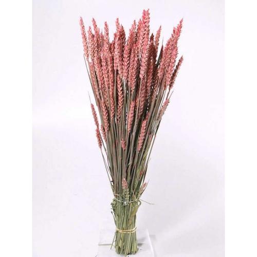 Jual Gandum Kering Warna : Biru, Pink, Merah, Putih, Hitam, Silver ...