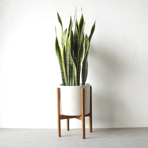 Jual SANSIVERA Size XL + Pot Concrete dan Jati Standing Planter ...