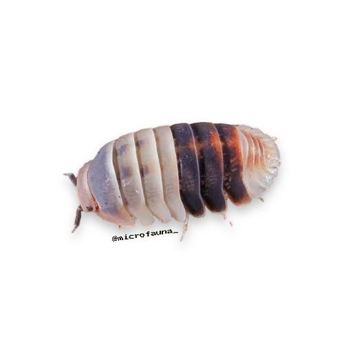 Jual Isopoda / isopods cubaris Sp white shark - Kab. Tangerang ...