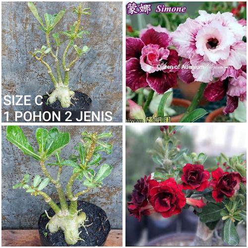 Jual Bunga Adenium Tumpuk 1 POHON 2 JENIS SIMONE & AMATA SIZE C REAL ...