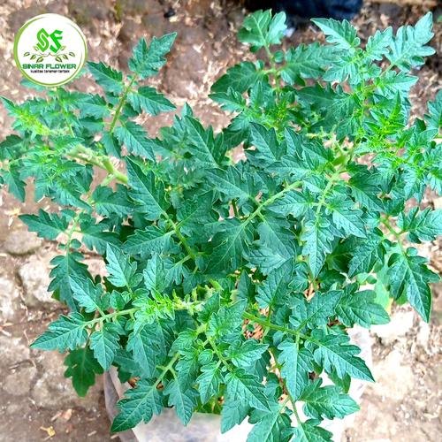 Jual pohon tomat cherry rimbun berbunga siap berbuah - Jakarta Timur ...