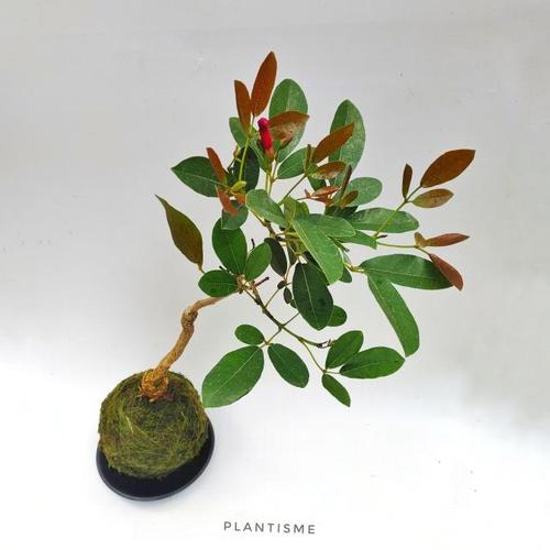 Jual INSTAN MOSSBALL - RED TABEBUIA ROSEA BAKALAN BONSAI TABEBUYA MERAH ...