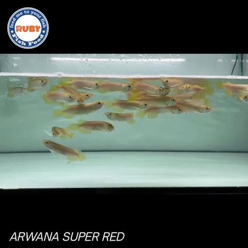 Jual ARWANA SUPER RED / BABY SUPER RED / ARWANA SUPER RED SIZE KECIL ...