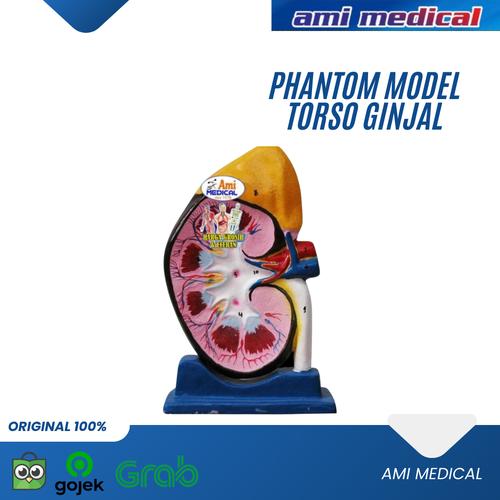 Jual Phantom Model Ginjal Manusia / Phantom Model Ginjal / Alat Peraga ...