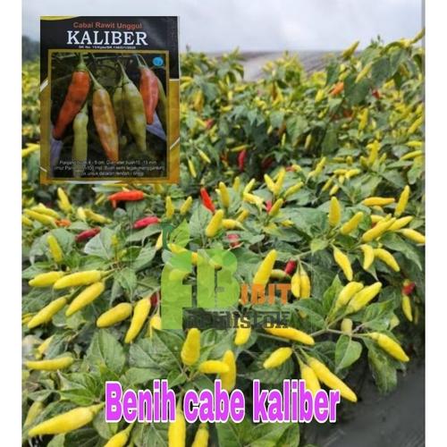 Jual 10 Biji Benih Cabai Rawit Unggul KALIBER Tahan Penyakit Layu ...