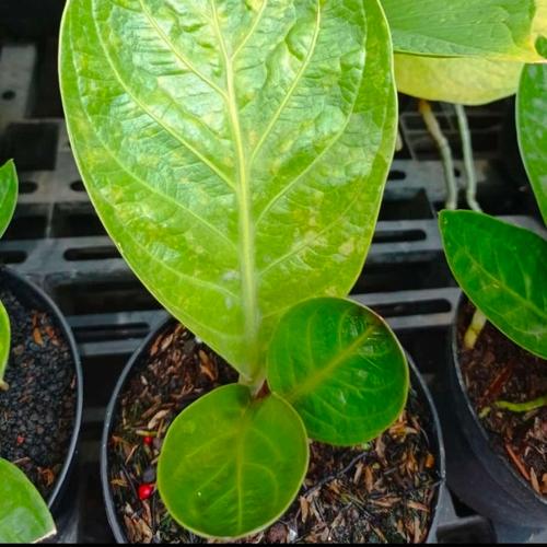 Jual anthurium mangkok cut keke varigata ( pergol) - Kota Tangerang ...