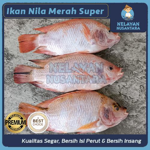 Jual Nila Ikan Segar 1kg isi 3-4 Ekor / ikan nila fresh - Nila Ikan Air ...