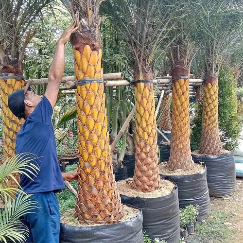 Jual tanaman perdu palm kenari - palm kenari silver tinggi 1,5 - 2 mtr ...