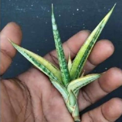 Jual sansevieria burakenya variegata - Kab. Tangerang - nathania plant ...